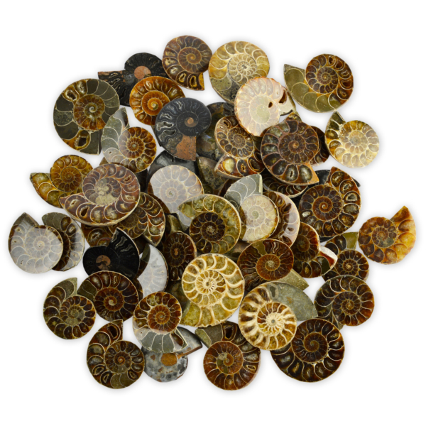 Basketline Cut & Polished Ammonites A-Grade – Plush en Zoo